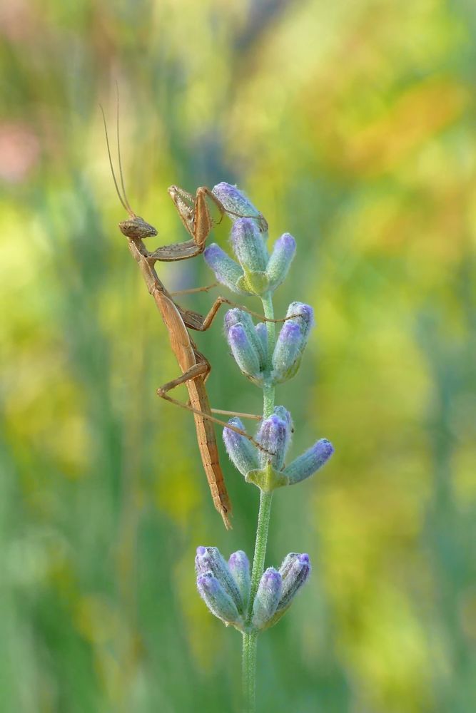 Expressionismus Foto & Bild | natur, insekten, tiere Bilder auf ...