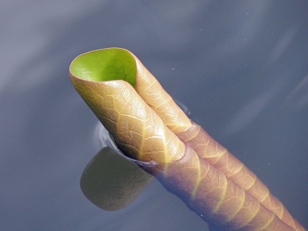 Extrablatt Foto & Bild | landschaft, jahreszeiten, lebensräume Bilder ...