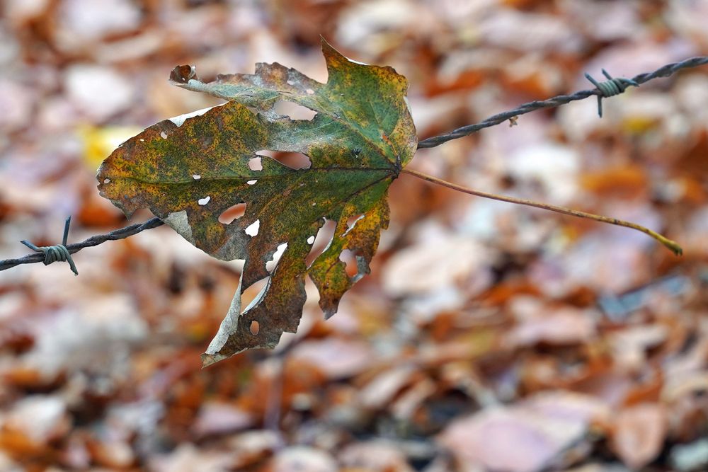Extrablatt Foto & Bild | landschaft, jahreszeiten, lebensräume Bilder ...
