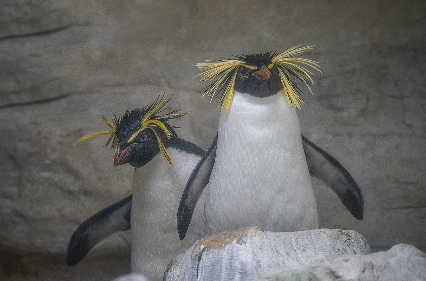 Extravagante Frisur Foto & Bild | tiere, zoo, wildpark & falknerei ...