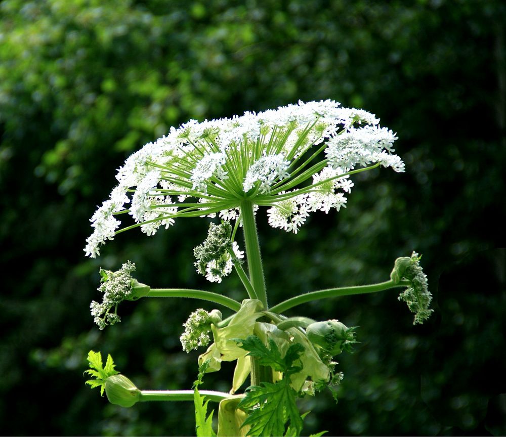 Extrem giftig Foto & Bild | pflanzen, pilze & flechten, blüten ...