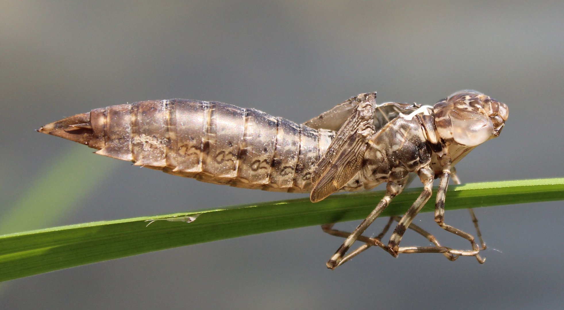 Exuvie...Chrysalide! photo et image | macro nature, macro insectes ...