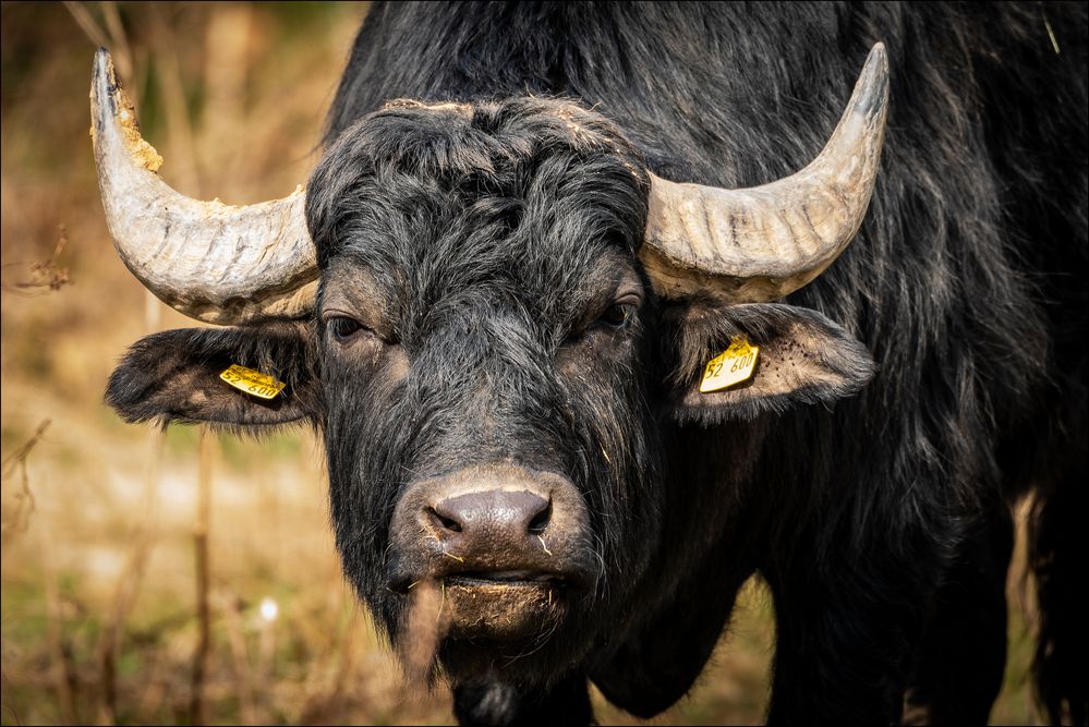 Ey... Foto & Bild | natur, tiere, tierdetails Bilder auf fotocommunity