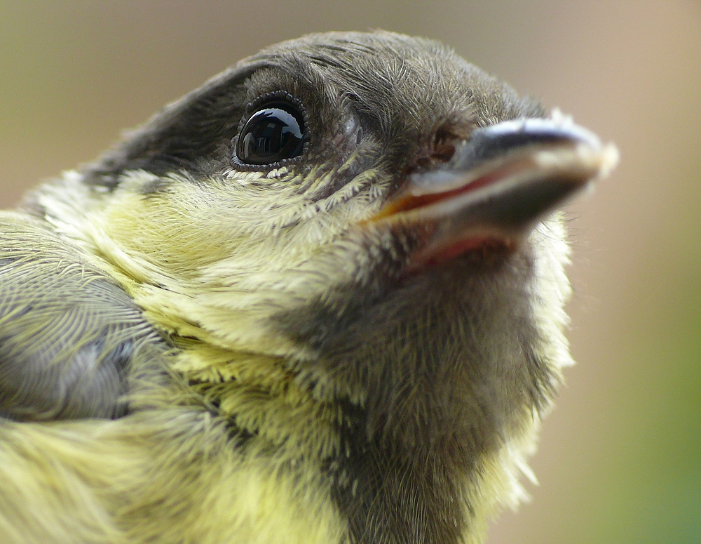 Eye of the Meise :-)) Foto & Bild | tiere, wildlife, wild lebende vögel ...