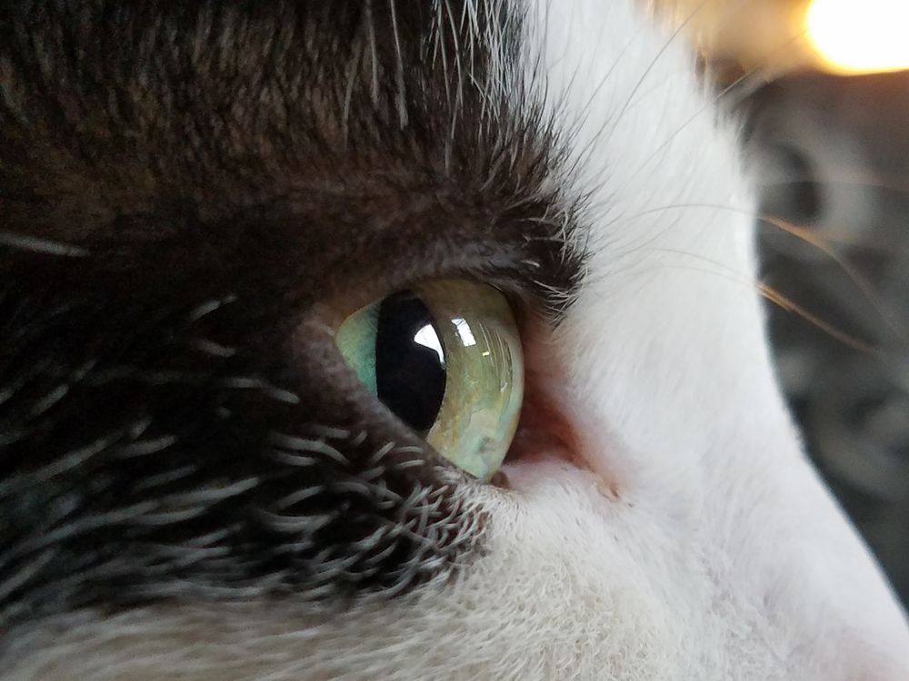 Eye of the Tiger Foto & Bild | auge, natur, nahaufnahme Bilder auf ...