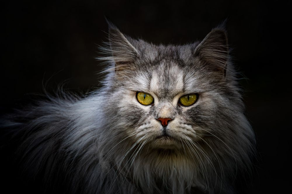 Eyes Foto & Bild | tiere, haustiere, katzen Bilder auf fotocommunity