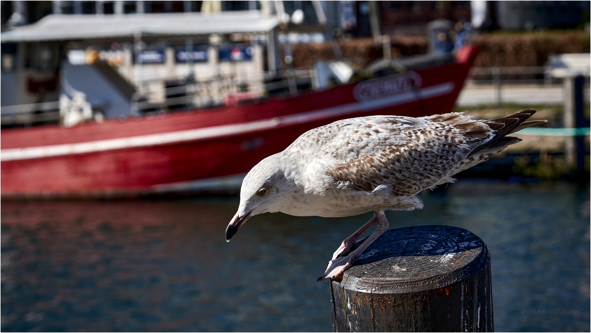 F I S C H B R O E T C H E N B L I C K Foto & Bild | ostsee, natur, tiere Bilder auf fotocommunity