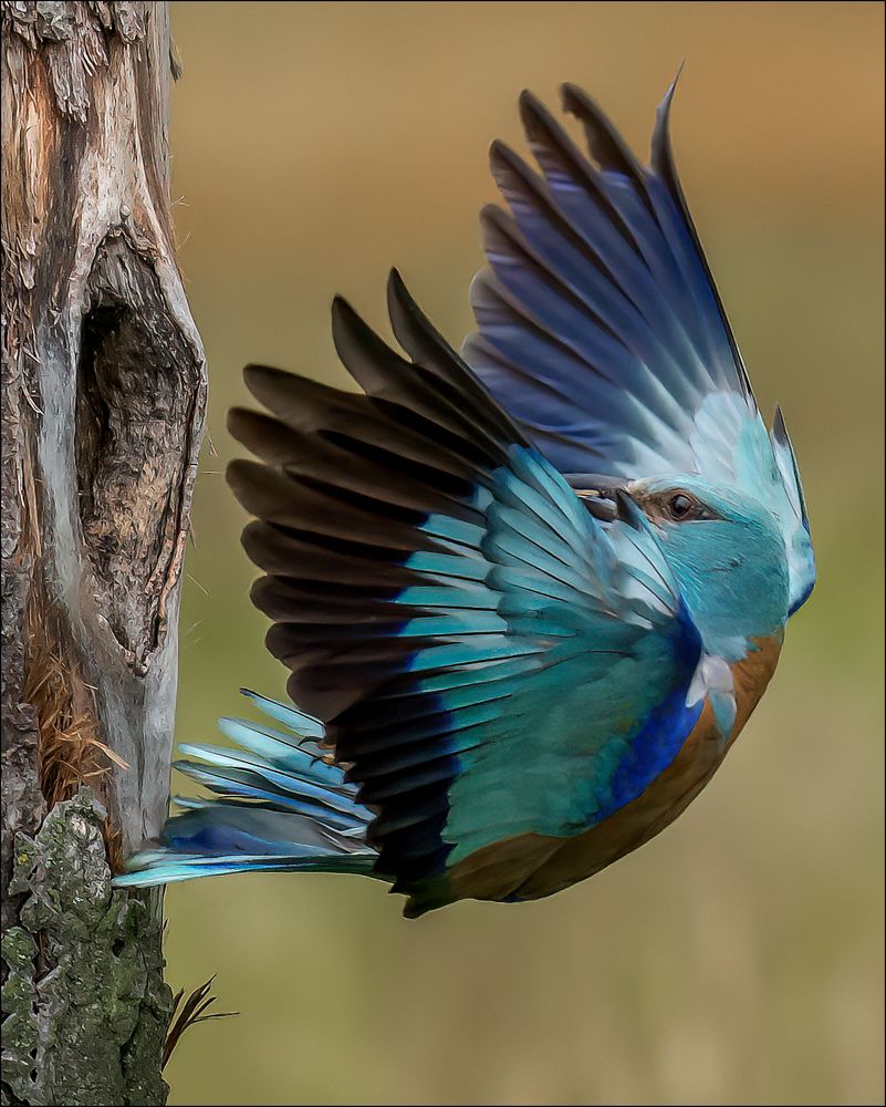 F L U G K Ü N S T L E R Foto & Bild | sommer, wasser, frühling Bilder auf fotocommunity