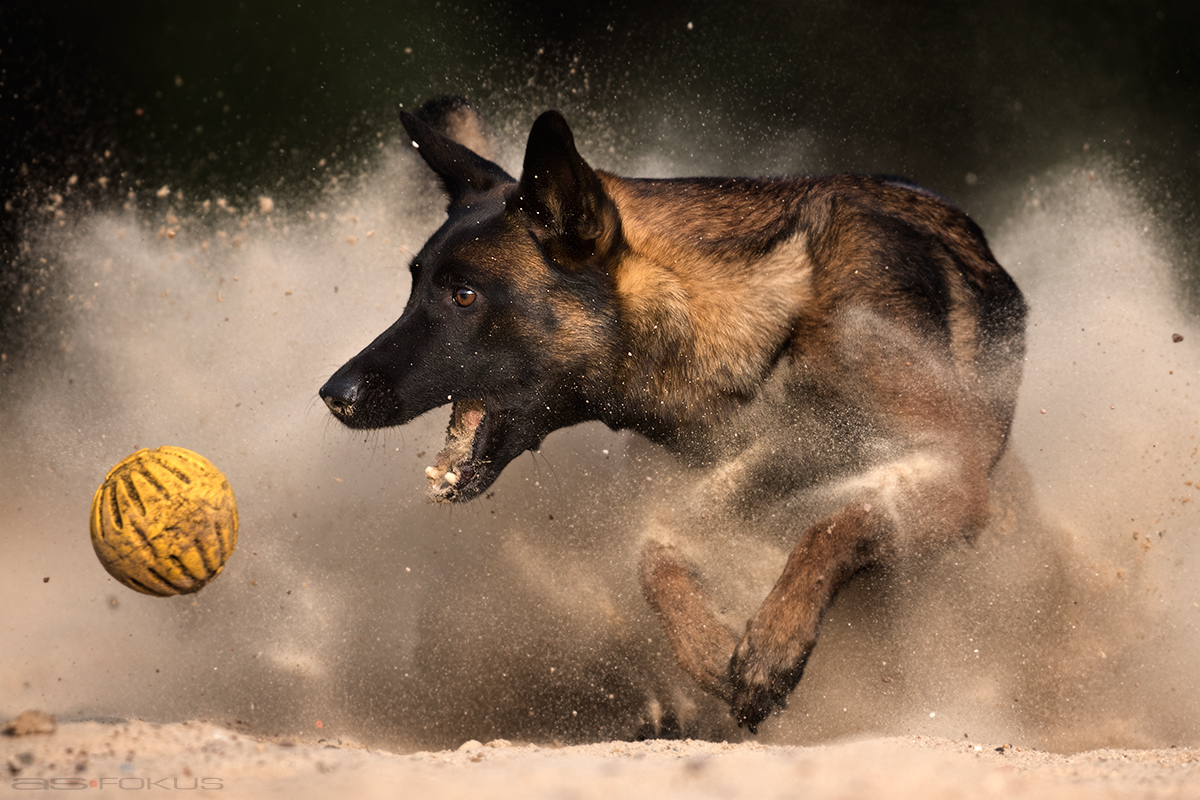 F O K U S Foto & Bild | tiere, haustiere, hunde Bilder auf fotocommunity F O K U S Foto & Bild | tiere, haustiere, hunde Bilder auf fotocommunity