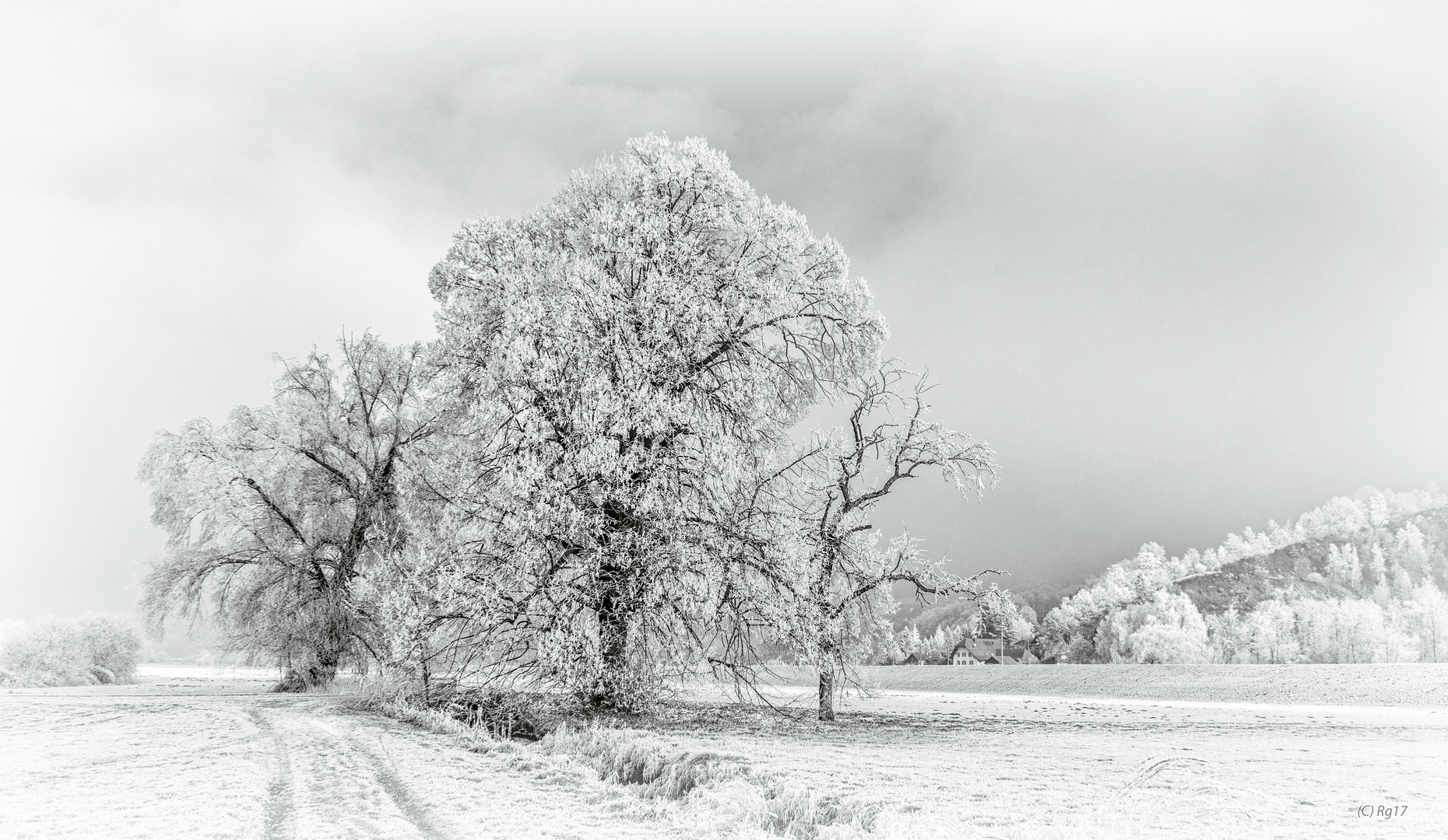 f r o s t Foto & Bild | spezial, bäume, winter Bilder auf fotocommunity