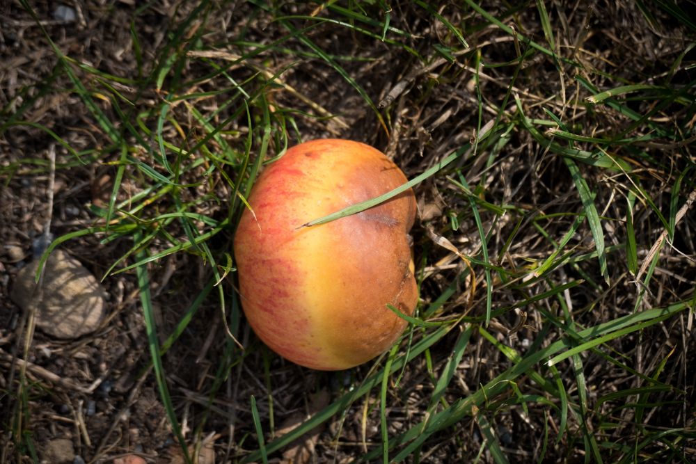 Neue Apfelsorte - Bild & Foto von j.w.59 aus 09 - Apfelernte ...