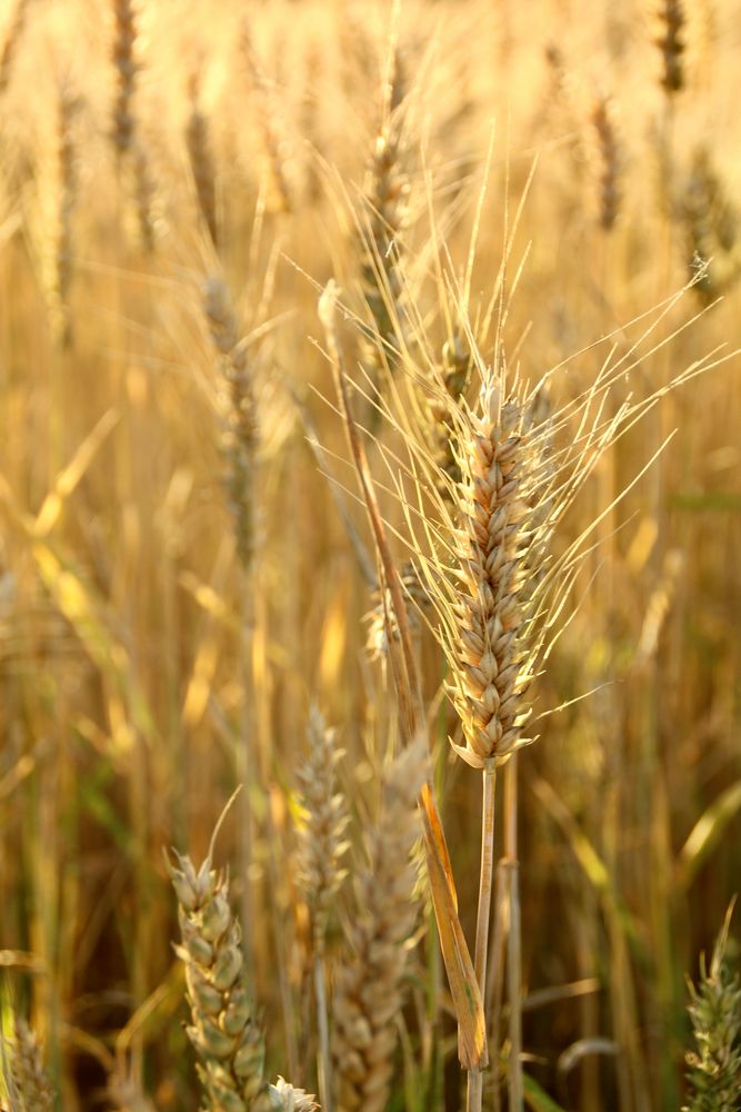 Goldene Felder - Bild & Foto von helenekarsten aus Foto des Jahres 22 ...
