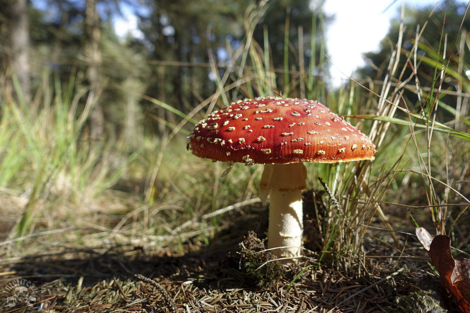 Foto & Bild | pflanzen, pilze & flechten, pilze & flechten, wald Bilder auf fotoco