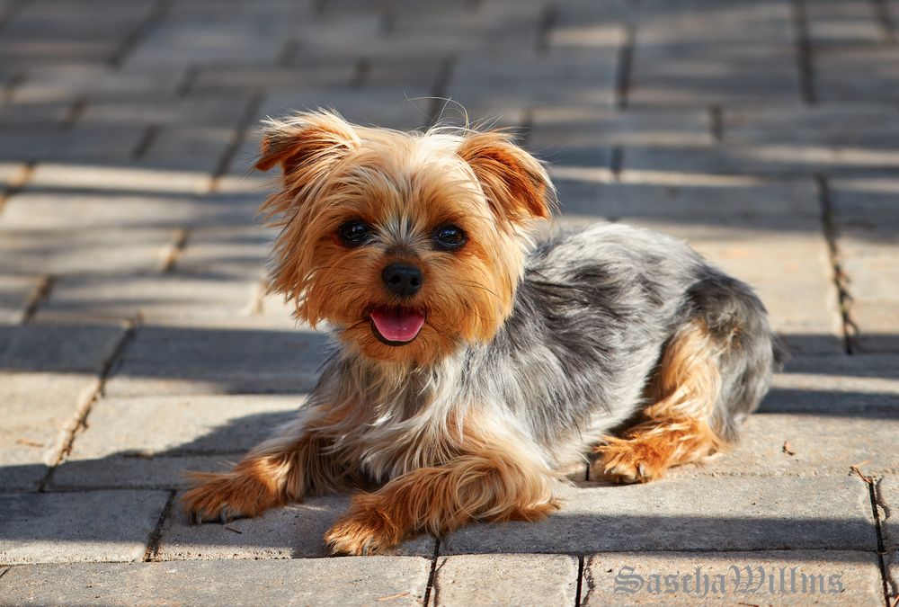 Foto & Bild | tiere, haustiere, hunde Bilder auf fotocommunity