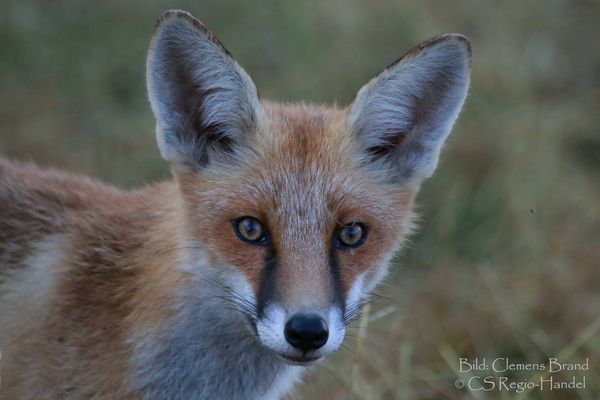 Raubtiere Bilder & Fotos