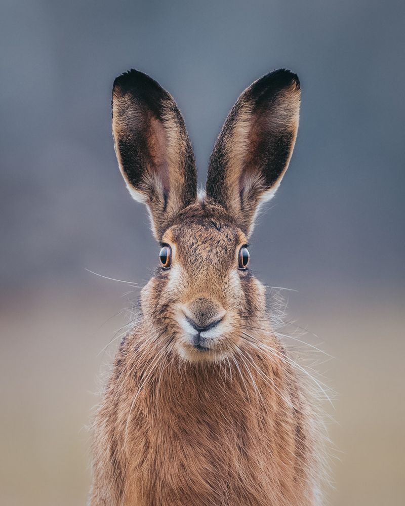 Face to face Foto & Bild | outdoor, winter, hase Bilder auf fotocommunity