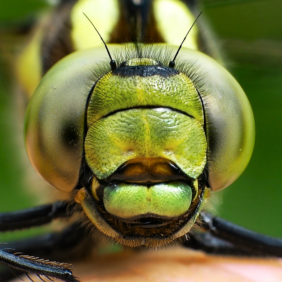Facettenaugen XXL (975x975) Foto & Bild | tiere, wildlife, libellen ...