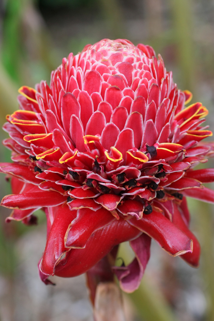 Fackelingwer Foto & Bild | north america, central america, pflanzen ...