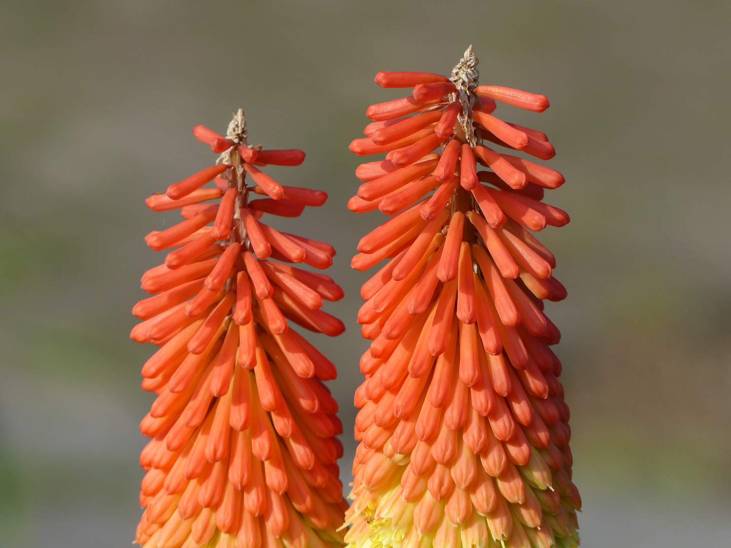 - Fackellilie - Foto & Bild | pflanzen, pilze & flechten, blüten ...