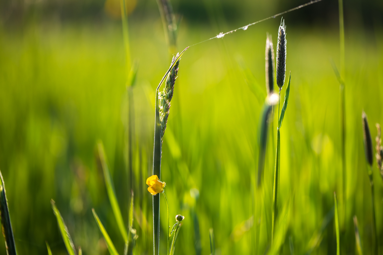 Faden Foto & Bild | pflanzen, pilze & flechten, gräser, fotos Bilder ...