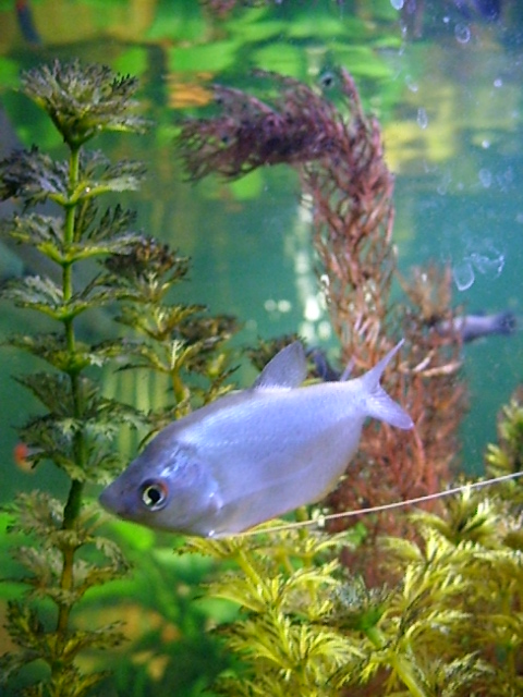Fadenfisch Foto & Bild | tiere, haustiere, aquaristik Bilder auf ...