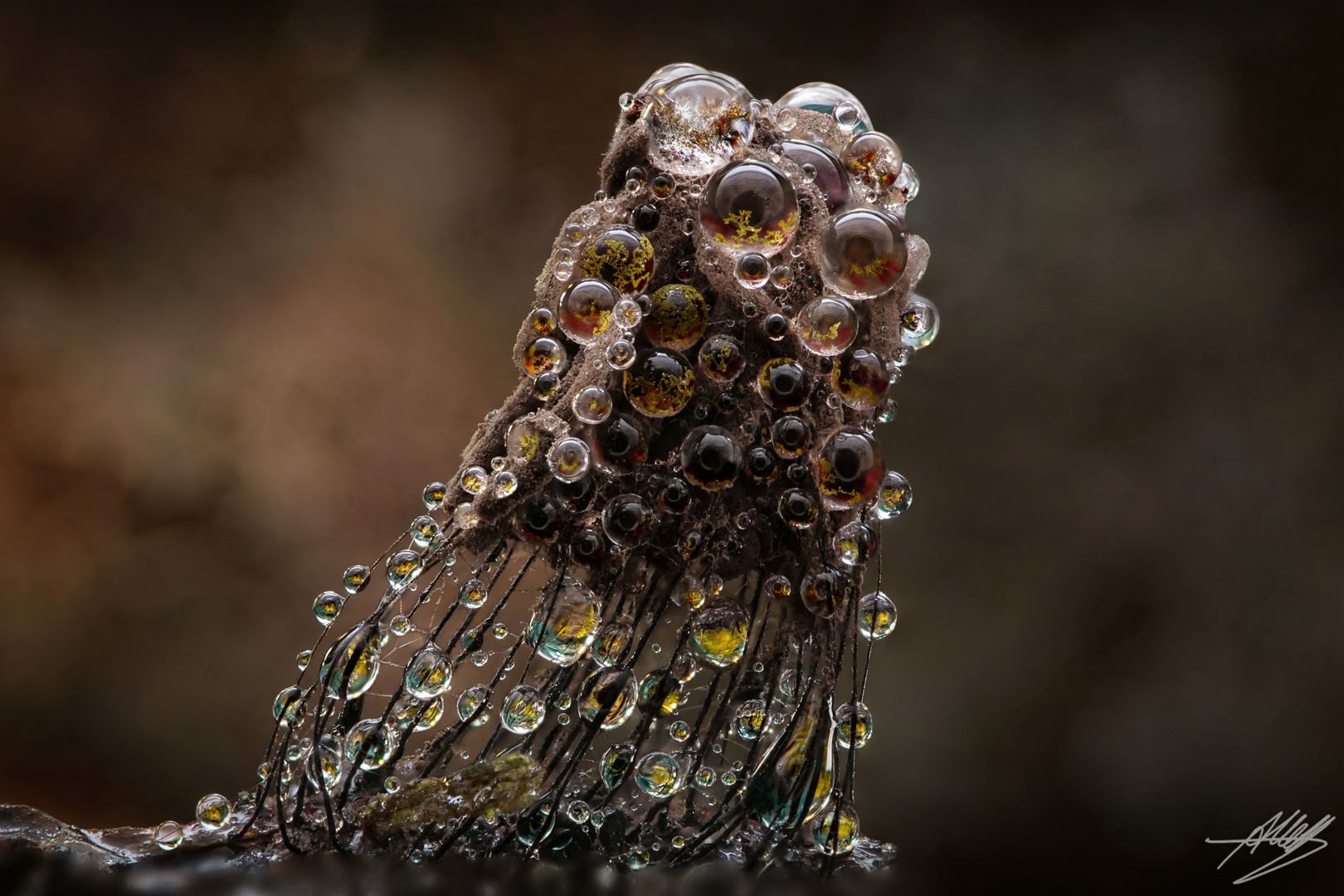 Fadenstäubchen (Stemonitis sp.) mit Tropfen Foto & Bild | wald, natur ...