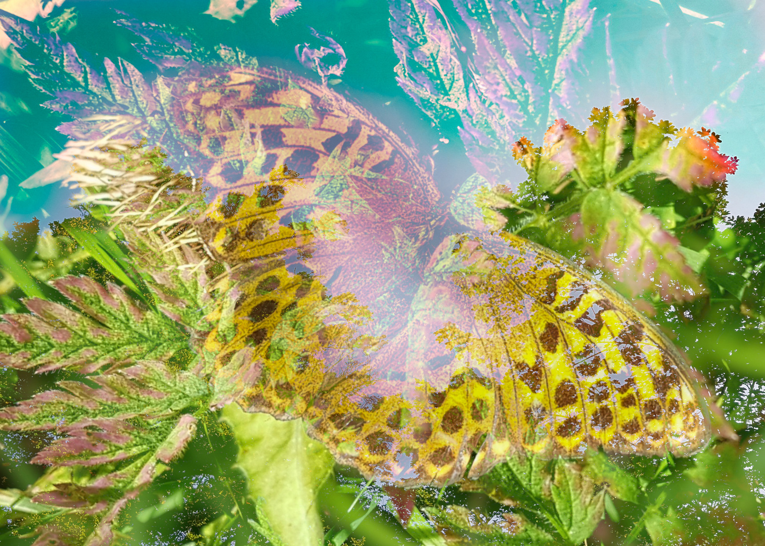 Fading Butterfly Foto & Bild | natur, aufnahmetechniken, natur-kreativ ...