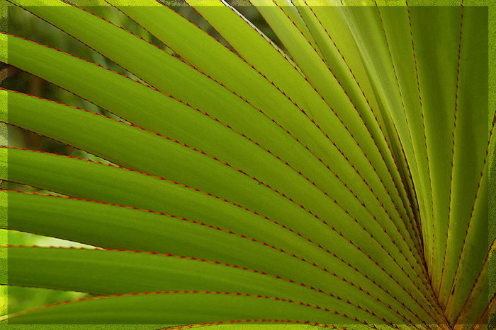 Fächer Foto & Bild | sonstiges, natur Bilder auf fotocommunity