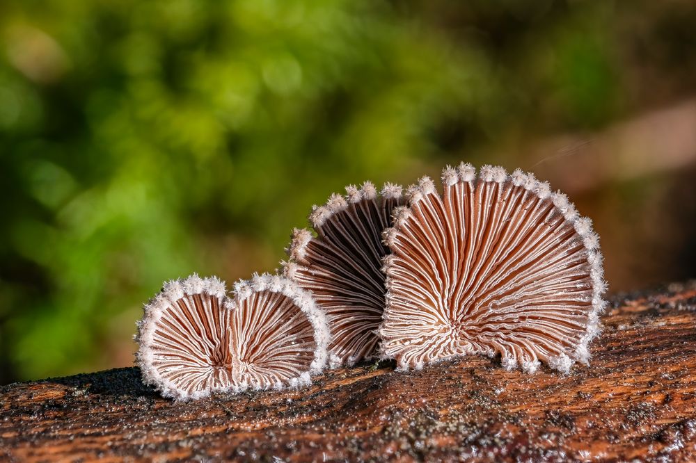 Fächer Foto & Bild | pflanzen, pilze & flechten, pilze & flechten, natur Bilder auf fotocommunity