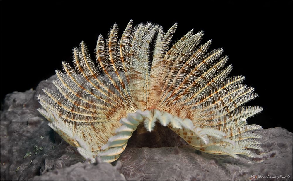 Fächer Foto & Bild | fotos, world, meer Bilder auf fotocommunity