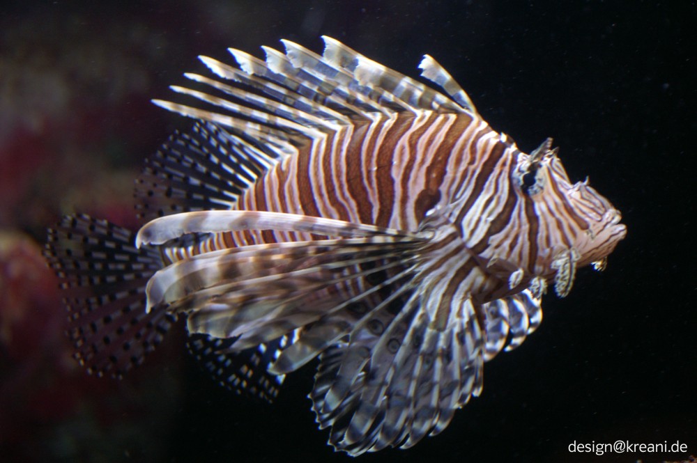 Fächer-Fisch (Feuerfisch) Foto & Bild | tiere, wildlife, fische Bilder ...