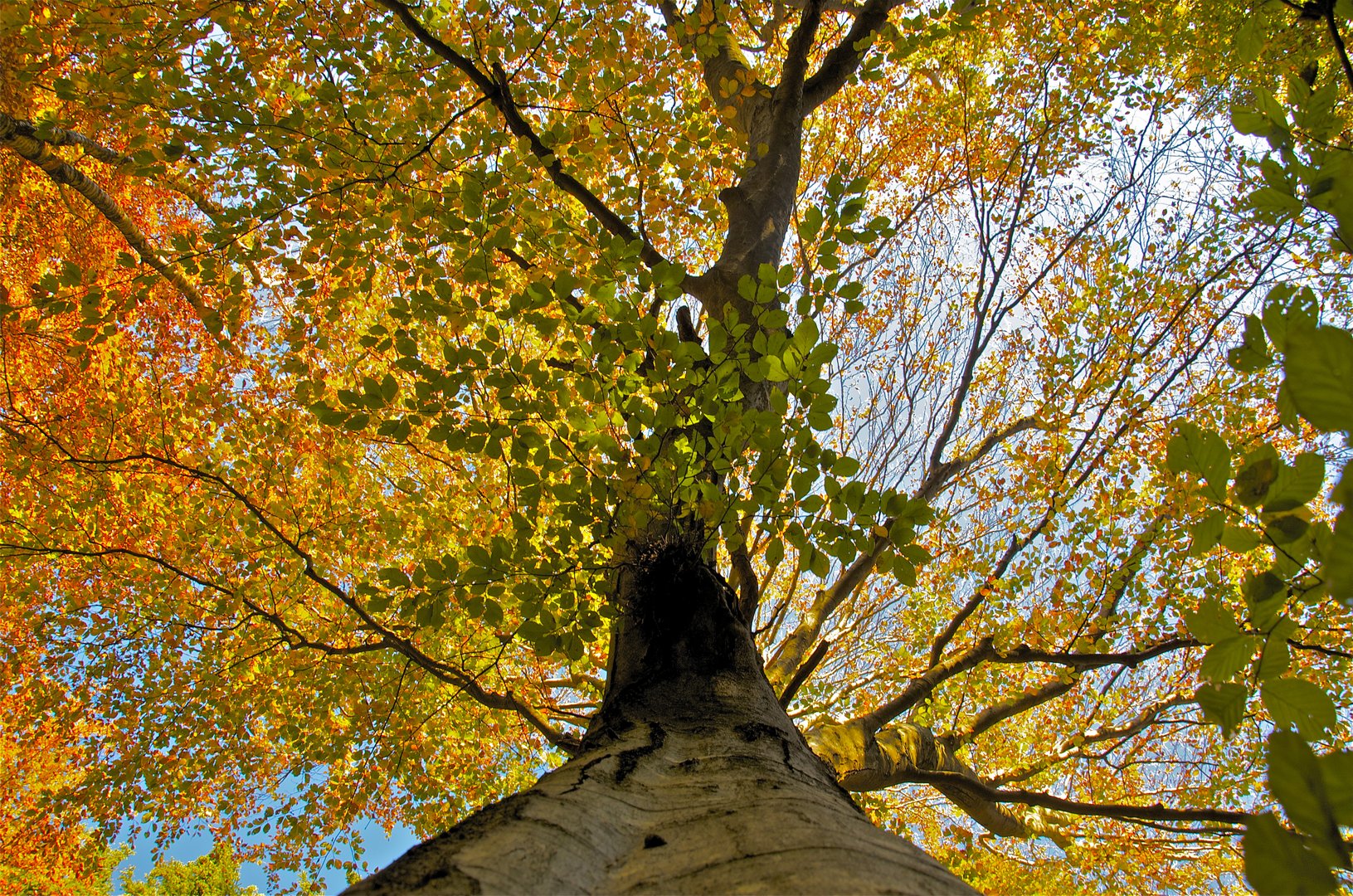 faggio Foto % Immagini| natura, piante, fiori e funghi Foto su ...