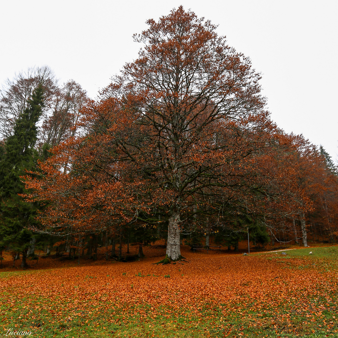 Faggio Foto % Immagini| piante, fiori e funghi, paesaggi, boschi e ...