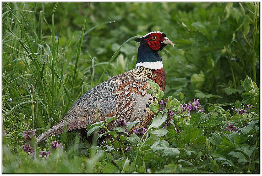 FAGIANO Foto % Immagini| natura Foto su fotocommunity