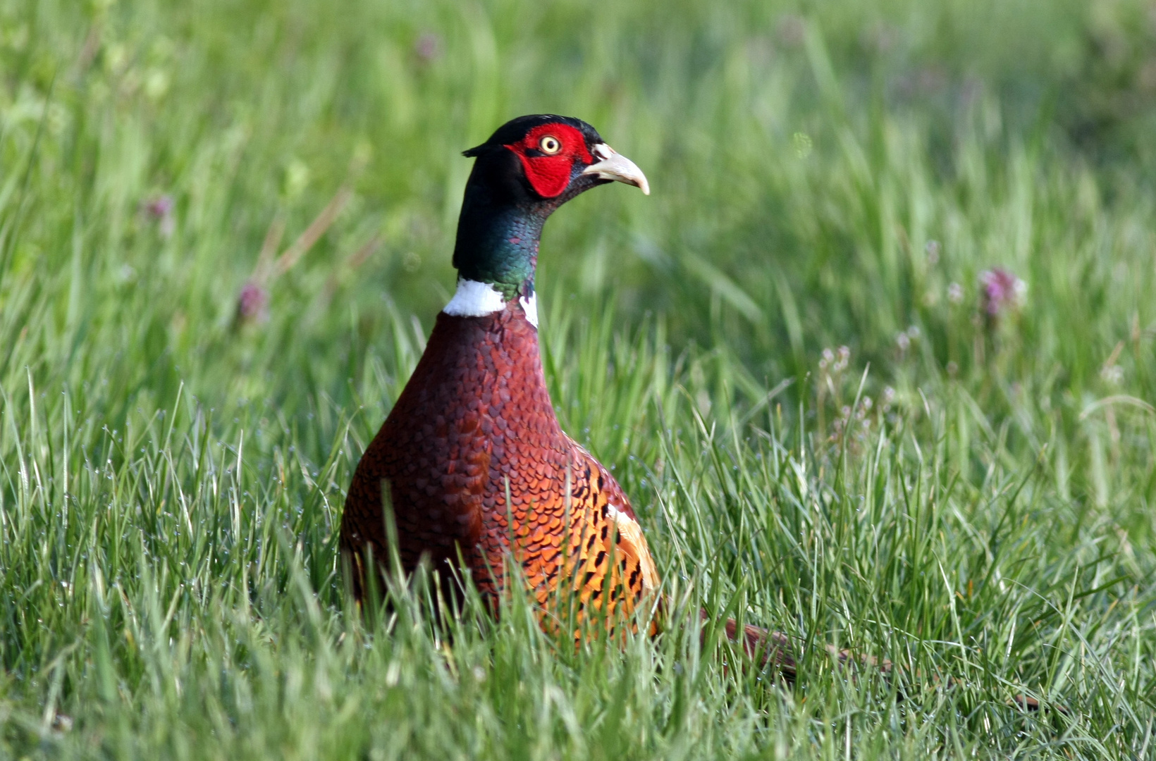 FAGIANO MASCHIO Foto % Immagini| animali, uccelli allo stato libero ...