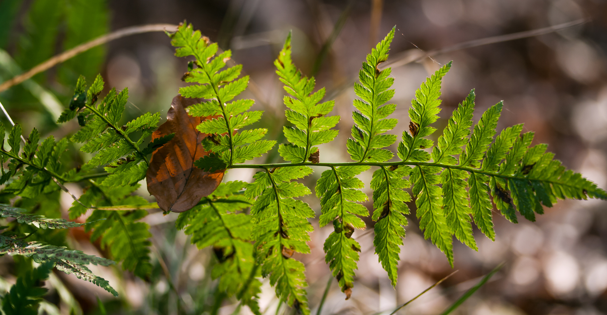 FAHN-Blatt Foto & Bild | jahreszeiten, herbst, alle fotos Bilder auf ...