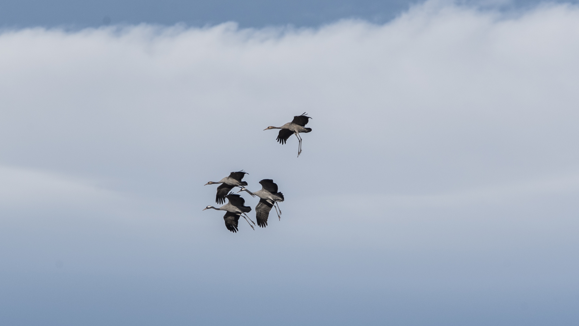 Fahrwerk ausgefahren... bereit zur Landung! Foto & Bild | tiere ...