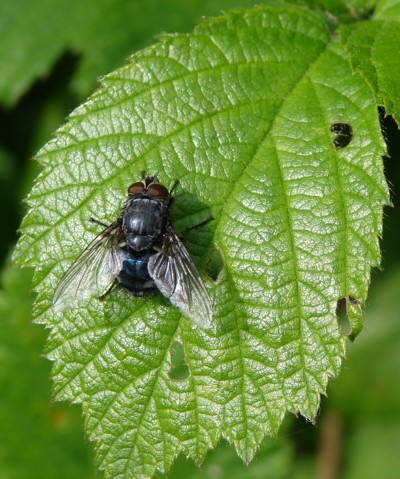 faire Mouche photo et image | macro nature, macro insectes, insectes ...