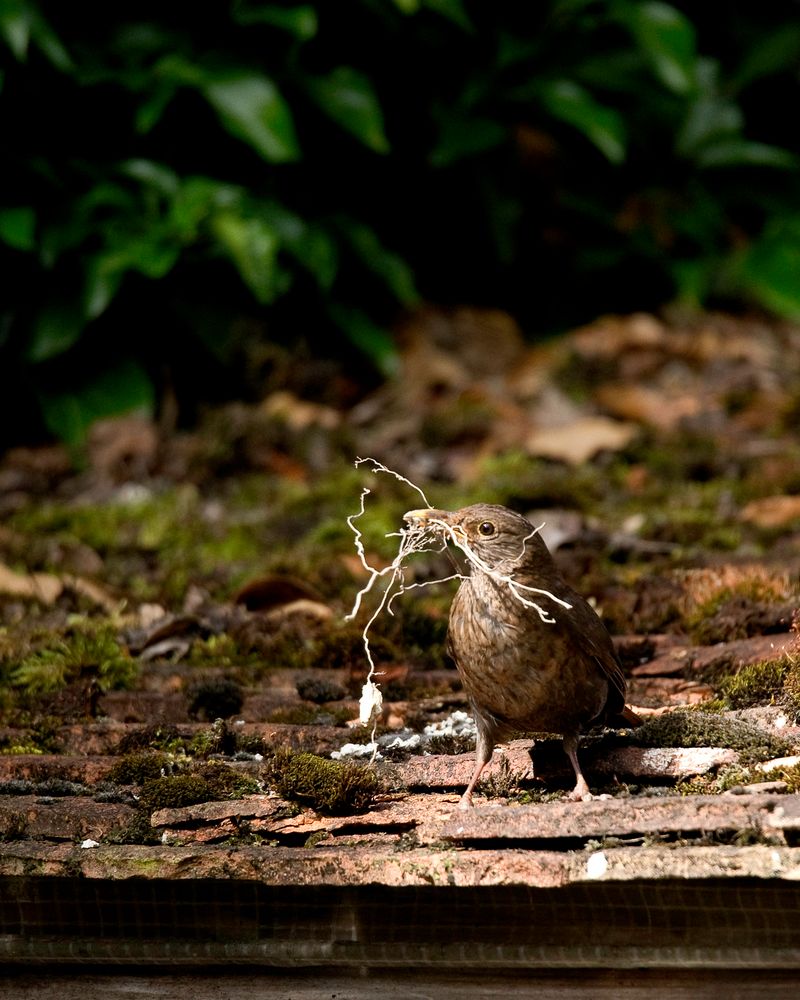 FAIRE SON NID photo et image | nature Images fotocommunity