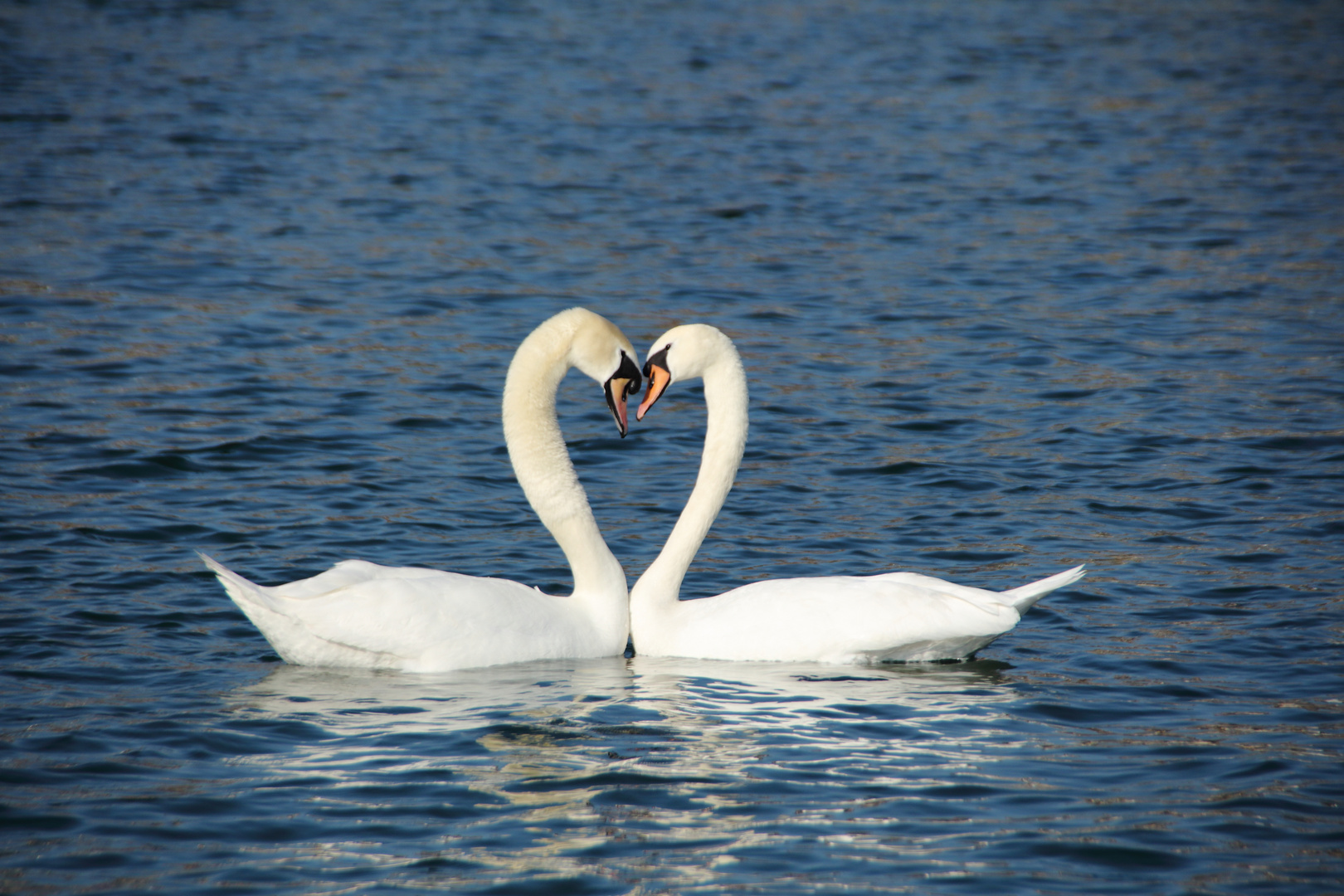 FAIRE UN SIGNE photo et image | animaux, animaux sauvages, oiseaux ...