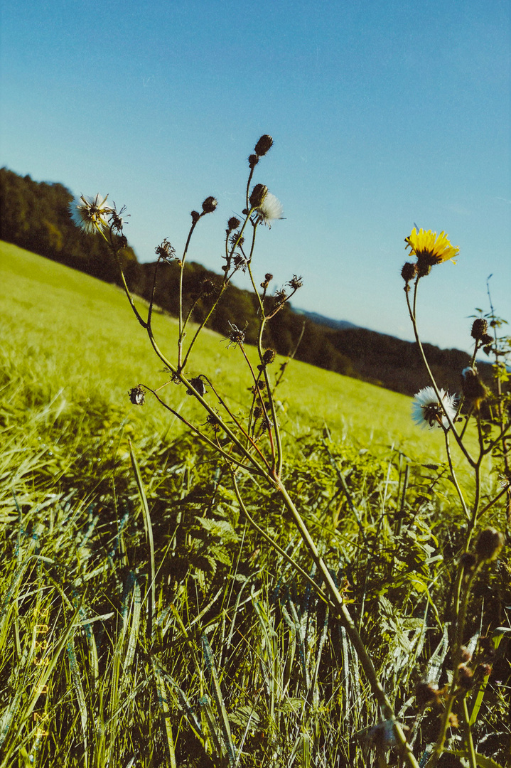 Fairytale Grass Foto & Bild | fotos, sommer, wiese Bilder auf fotocommunity