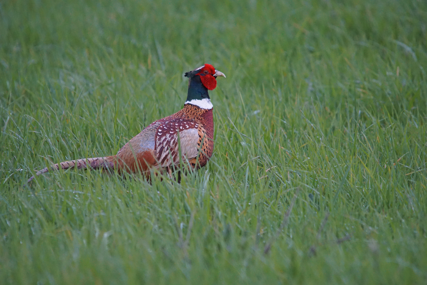 faisan photo et image | animaux, nature Images fotocommunity