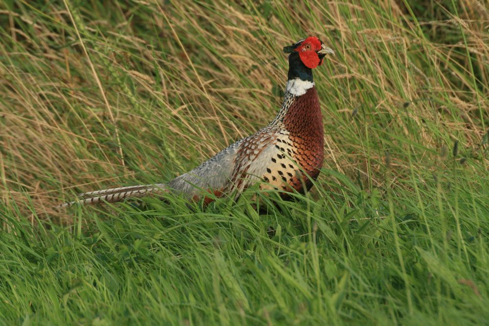 faisan photo et image | animaux, animaux sauvages, nature Images ...