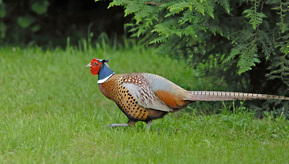 Faisan de Colchide -2 photo et image | animaux, animaux sauvages ...