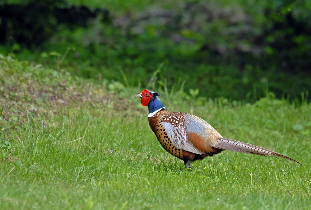 Faisan de Colchide. photo et image | animaux, animaux sauvages, oiseaux ...