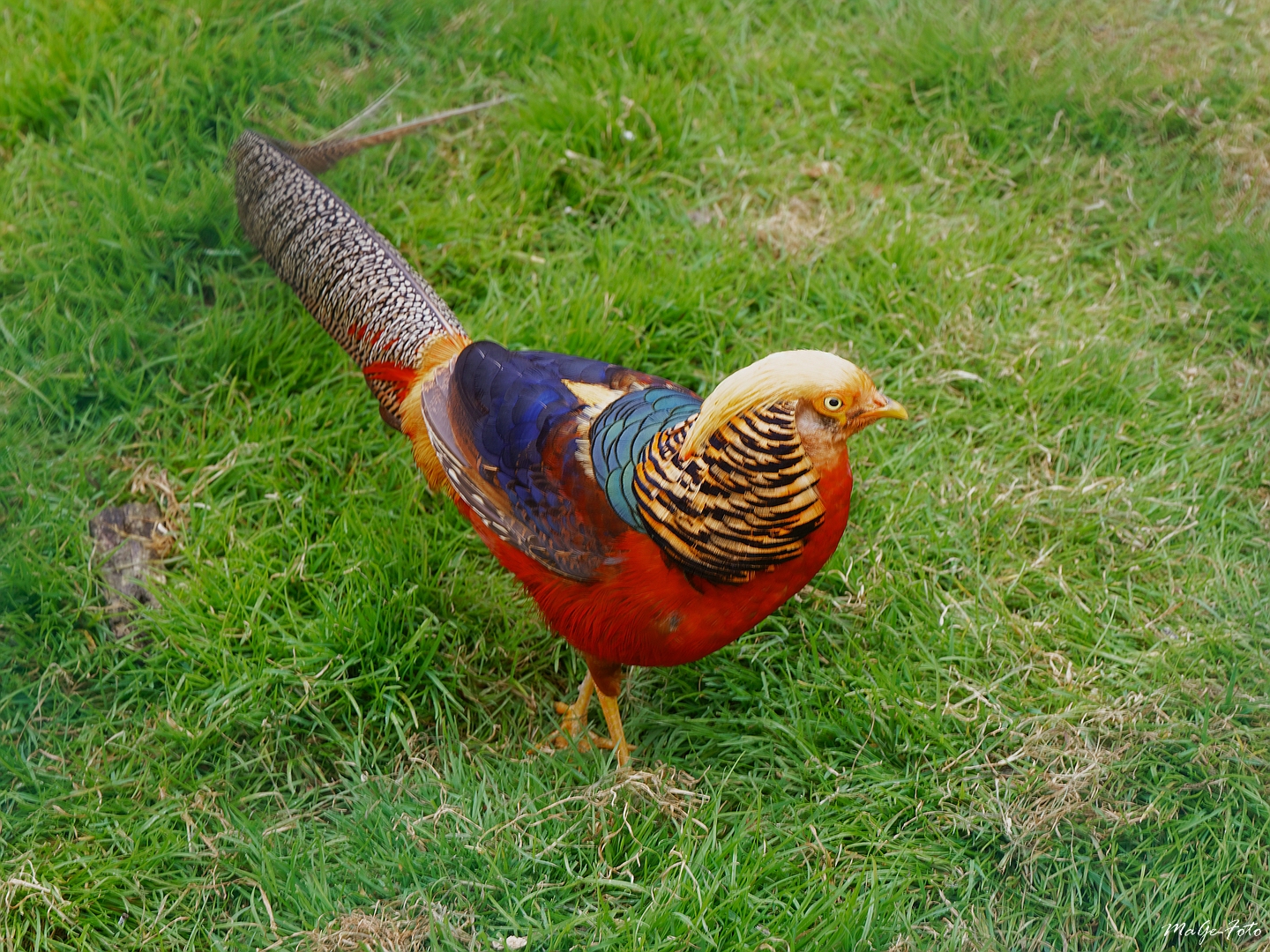 Faisan doré / Goldfasan Foto & Bild | nature, animaux, oiseaux Bilder ...