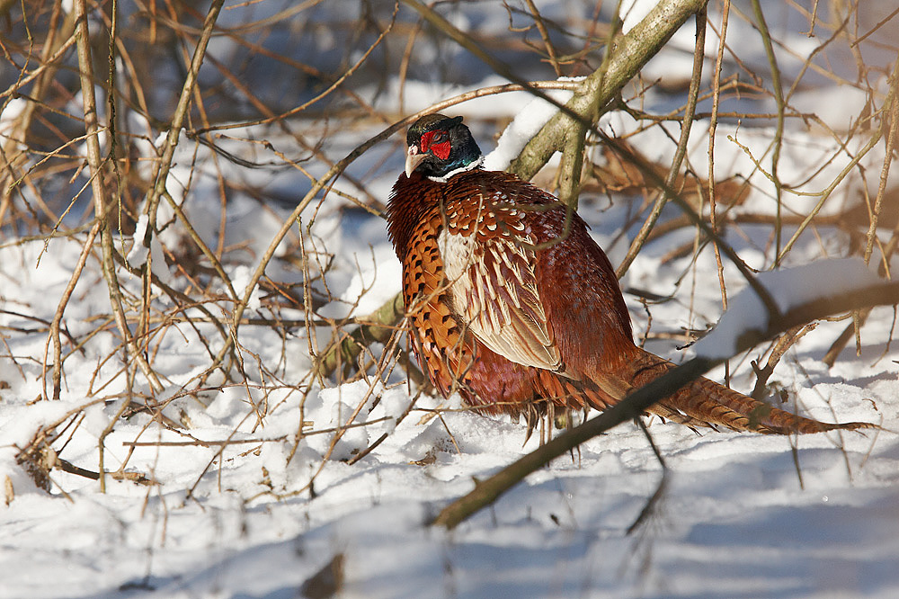 Faisan en hiver photo et image | animaux, animaux sauvages, oiseaux ...