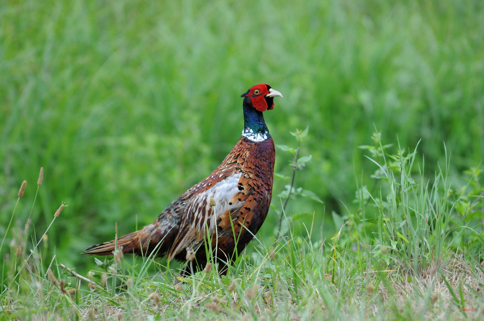 faisan male photo et image | animaux, animaux sauvages, oiseaux Images ...