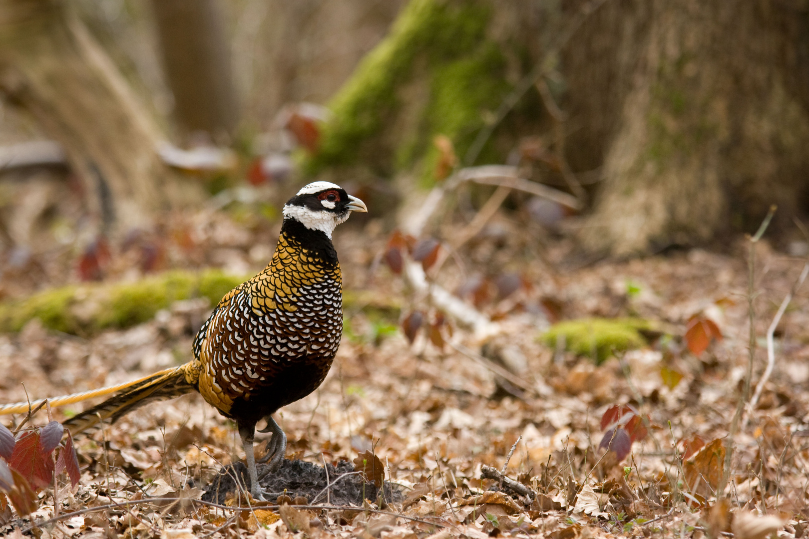 Faisan vénéré photo et image | animaux, animaux sauvages, oiseaux ...