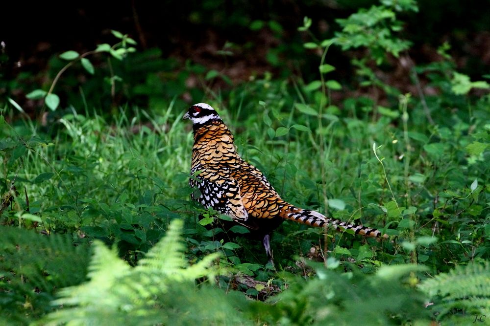 " Faisan vénéré " photo et image | portraits sauvages, oiseaux, nature ...
